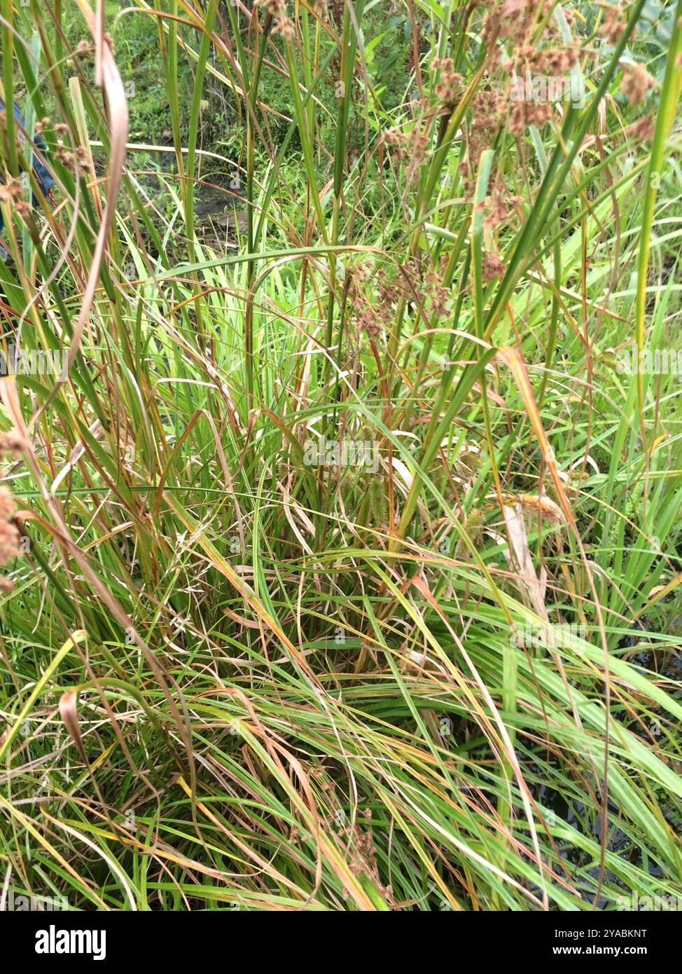 woolgrass (Scirpus cyperinus) Plantae Stock Photo - Alamy