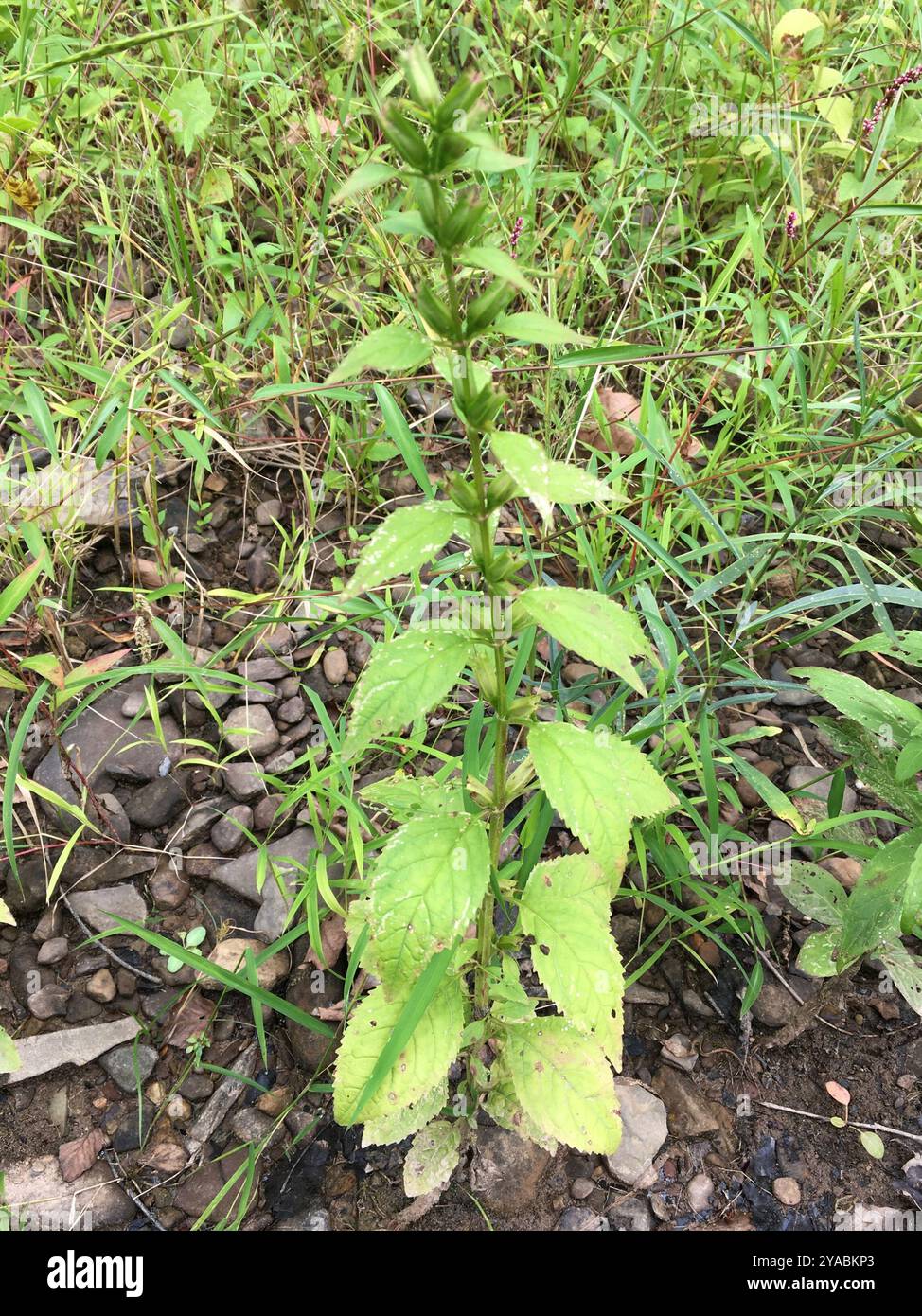 sharpwing monkeyflower (Mimulus alatus) Plantae Stock Photo - Alamy