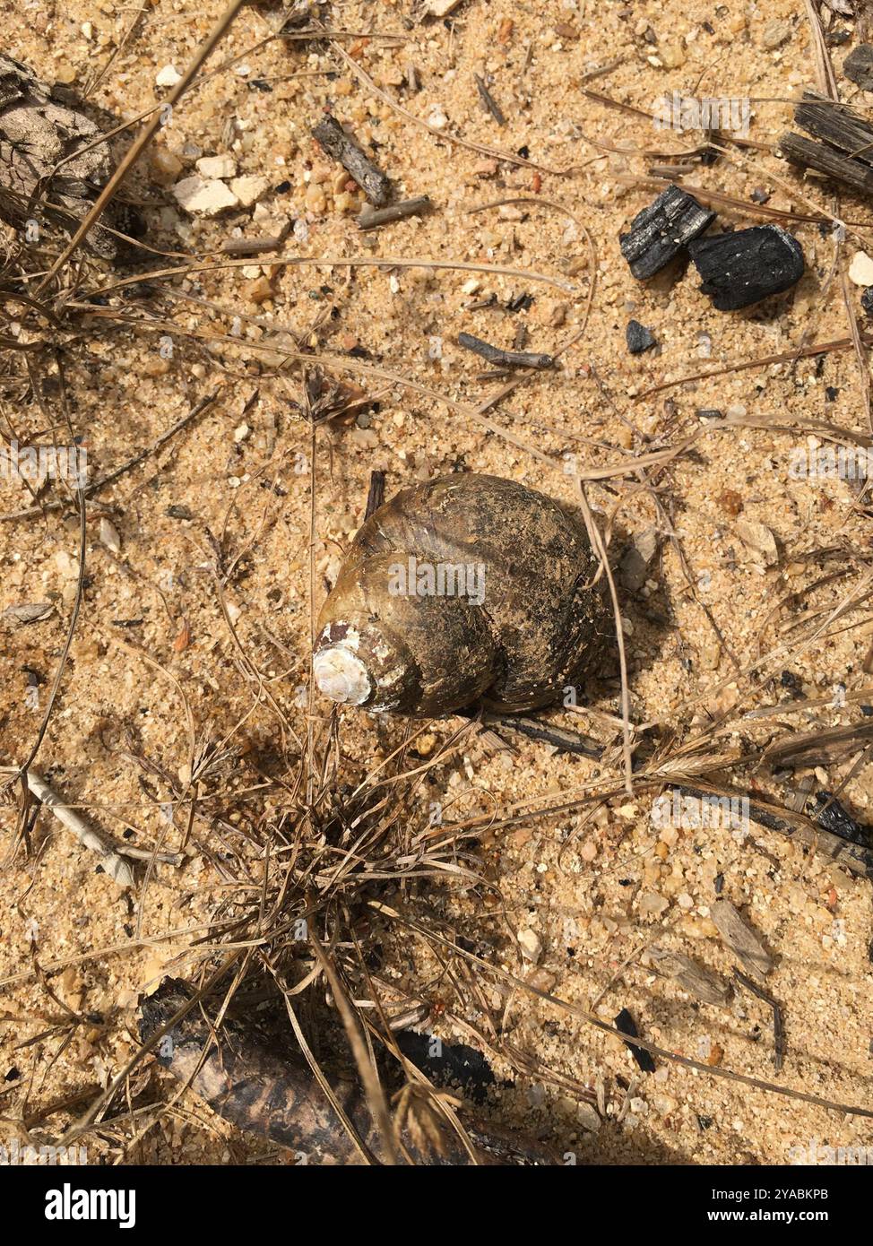 Chinese Mystery Snail (Cipangopaludina chinensis) Mollusca Stock Photo ...