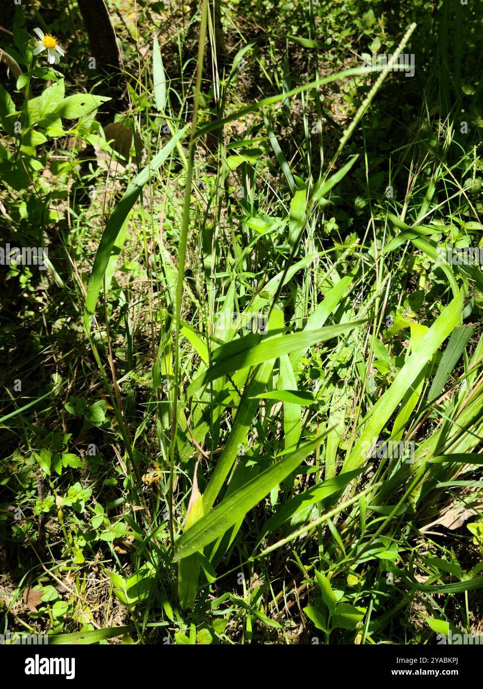Thin Paspalum (Paspalum setaceum) Plantae Stock Photo - Alamy