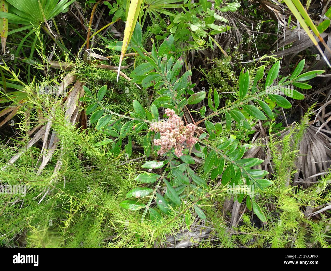 shining sumac (Rhus copallinum) Plantae Stock Photo - Alamy