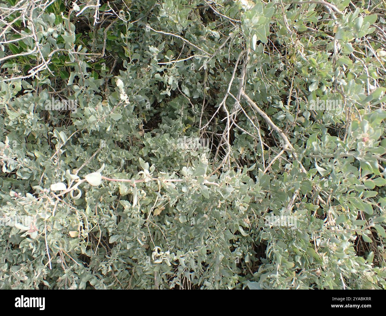 Mediterranean Saltbush (Atriplex halimus) Plantae Stock Photo - Alamy