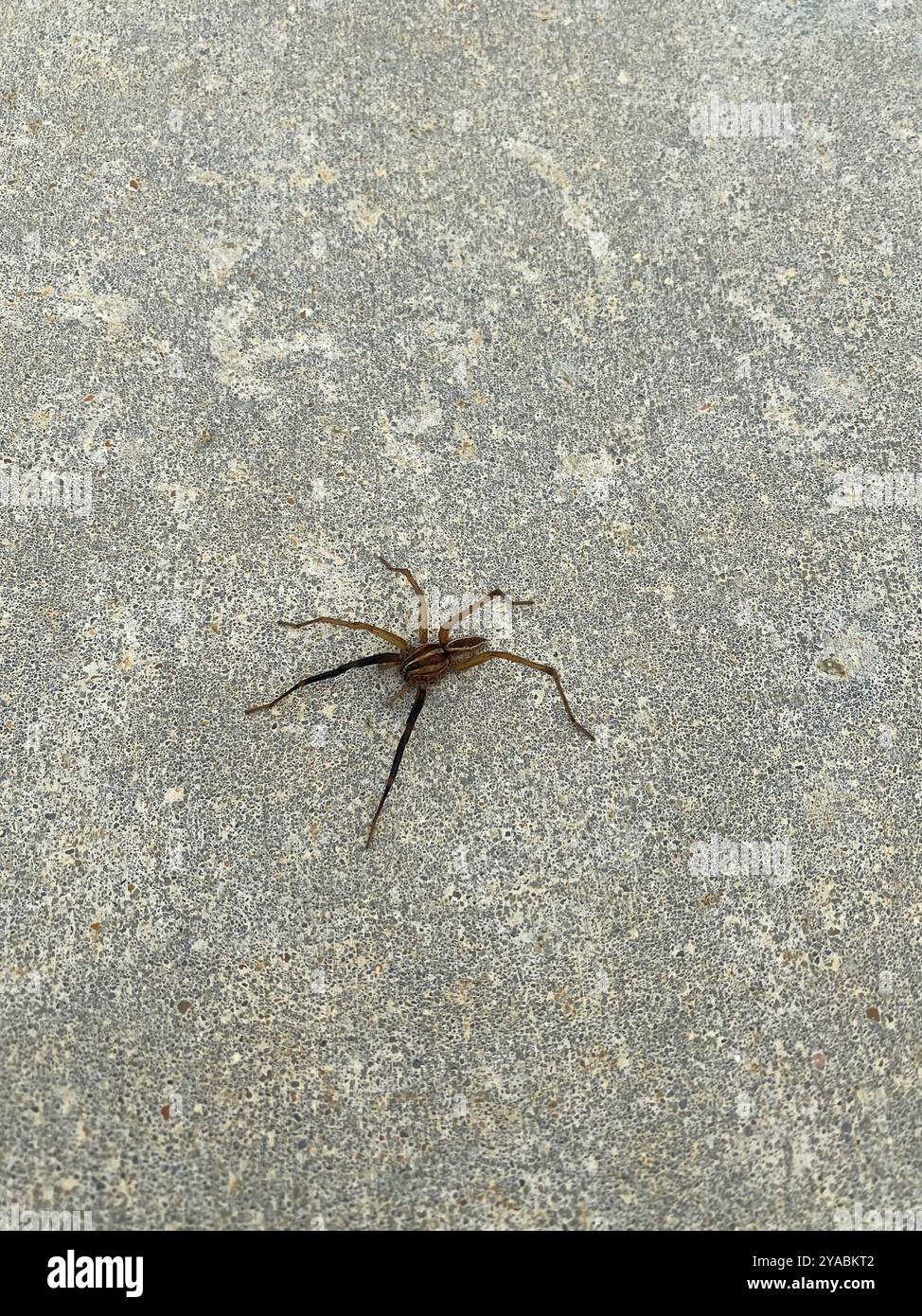 Rabid Wolf Spider (Rabidosa rabida) Arachnida Stock Photo - Alamy