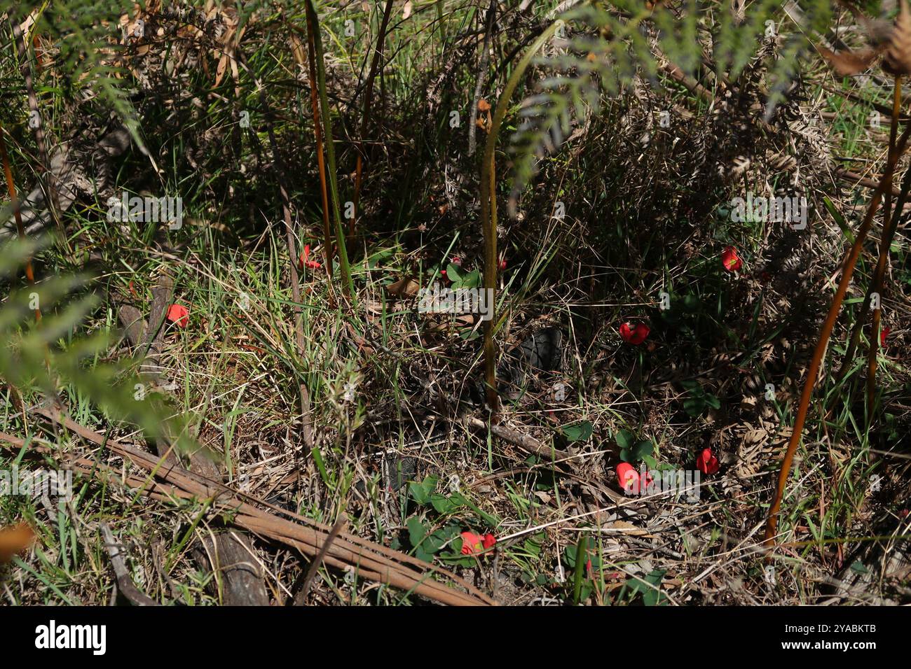 Running Postman (Kennedia prostrata) Plantae Stock Photo - Alamy