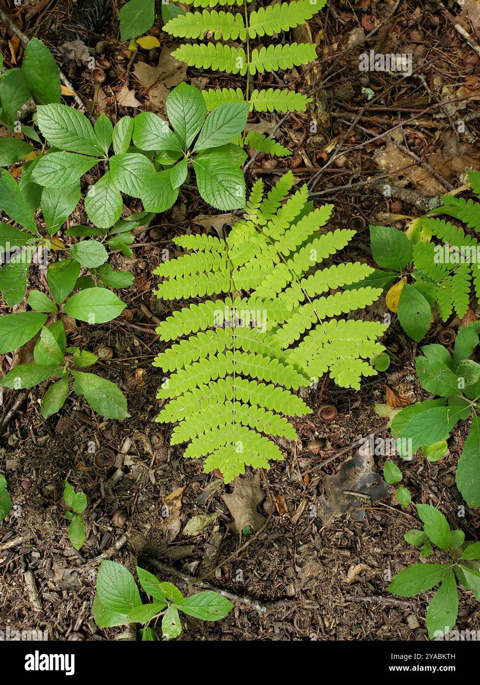 Royal fern family (Osmundaceae) Plantae Stock Photo - Alamy