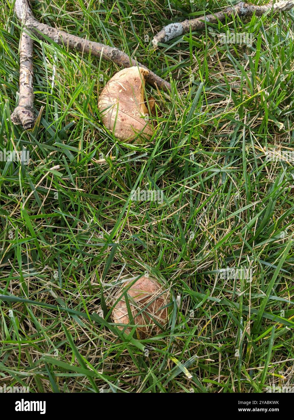 Brown Roll-Rim (Paxillus involutus) Fungi Stock Photo - Alamy