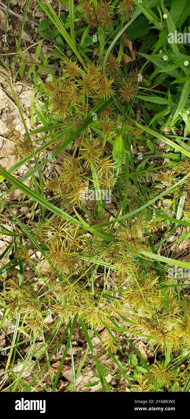 Fragrant flatsedge (Cyperus odoratus) Plantae Stock Photo - Alamy