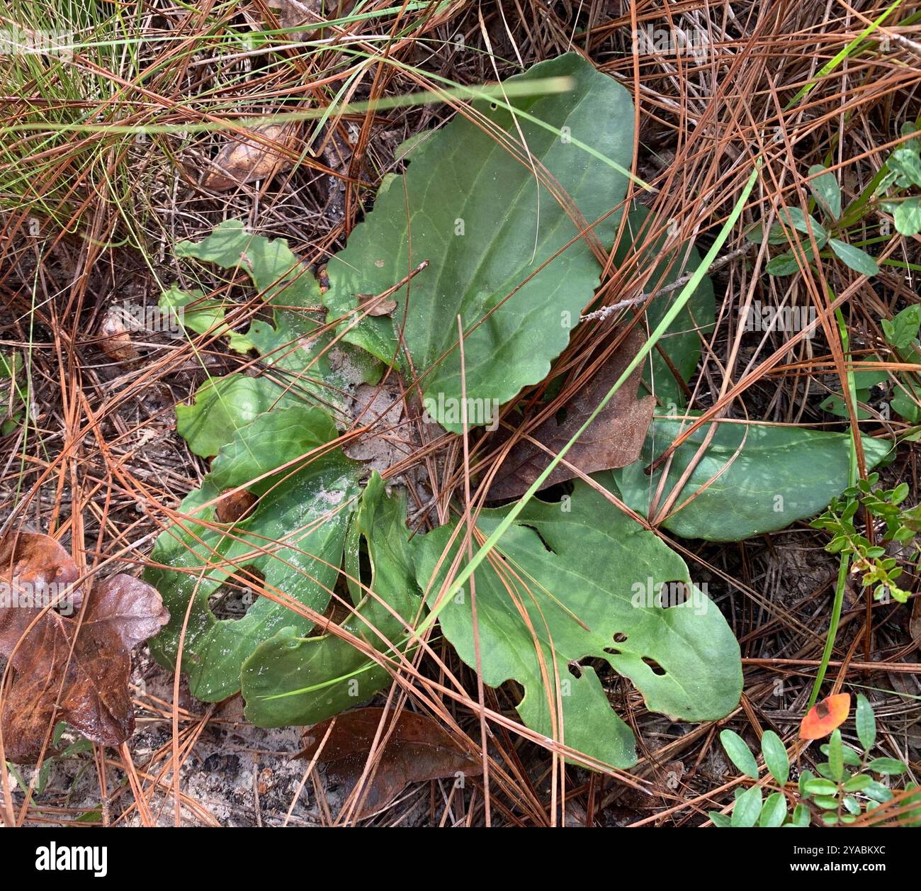 Florida Indian Plantain (Arnoglossum floridanum) Plantae Stock Photo ...
