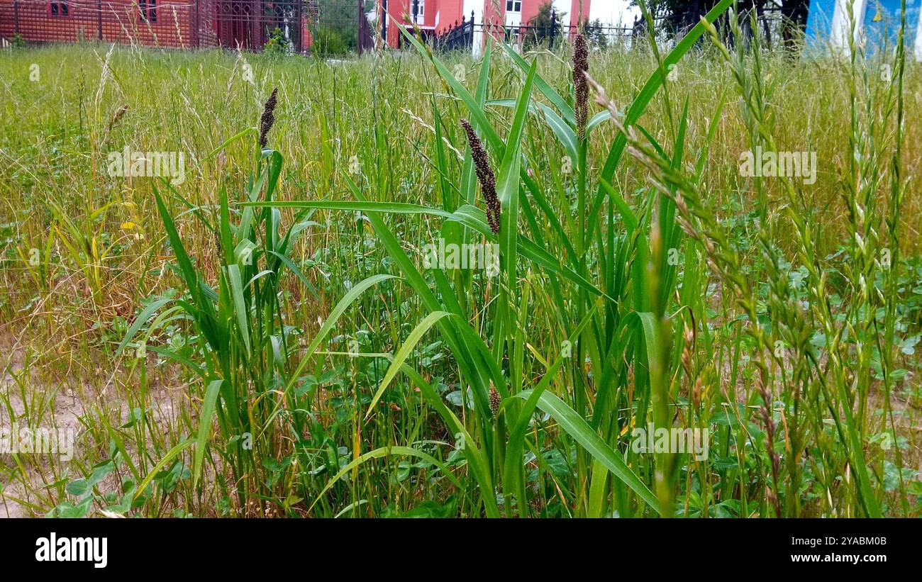 Japanese Millet (Echinochloa esculenta) Plantae Stock Photo - Alamy