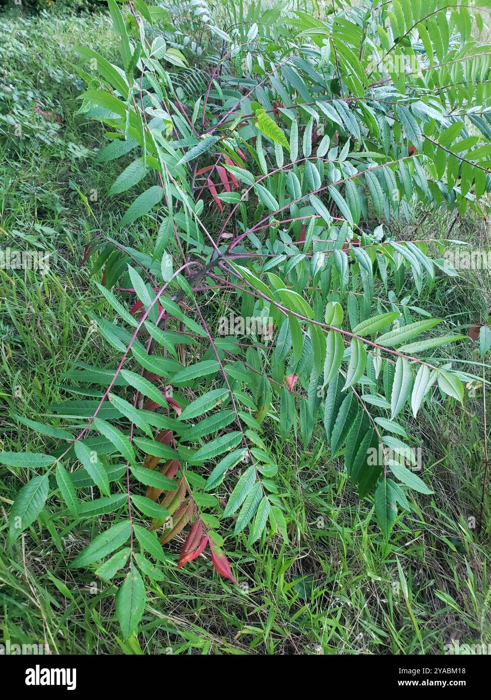 smooth sumac (Rhus glabra) Plantae Stock Photo - Alamy