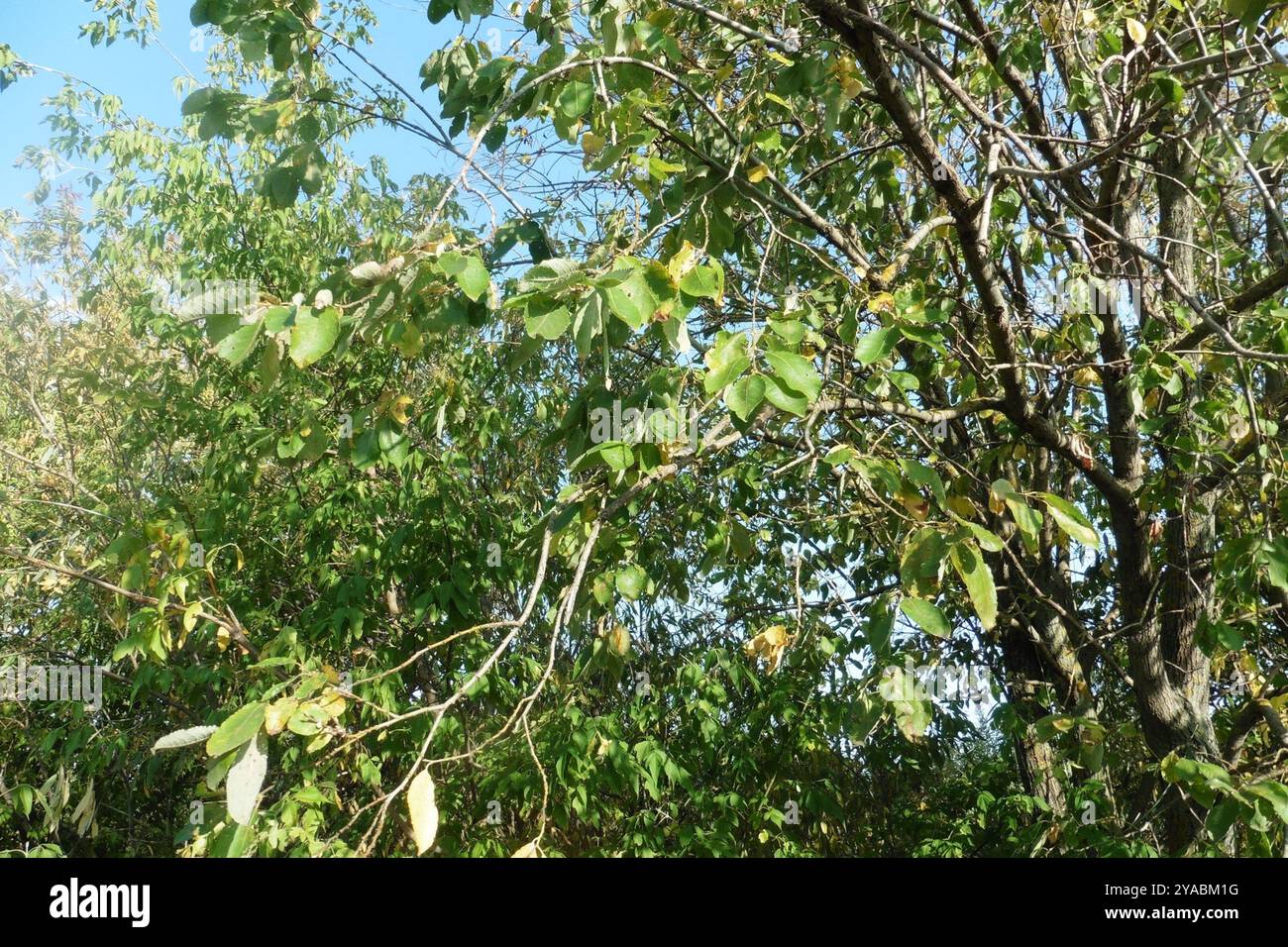 goat willow (Salix caprea) Plantae Stock Photo - Alamy