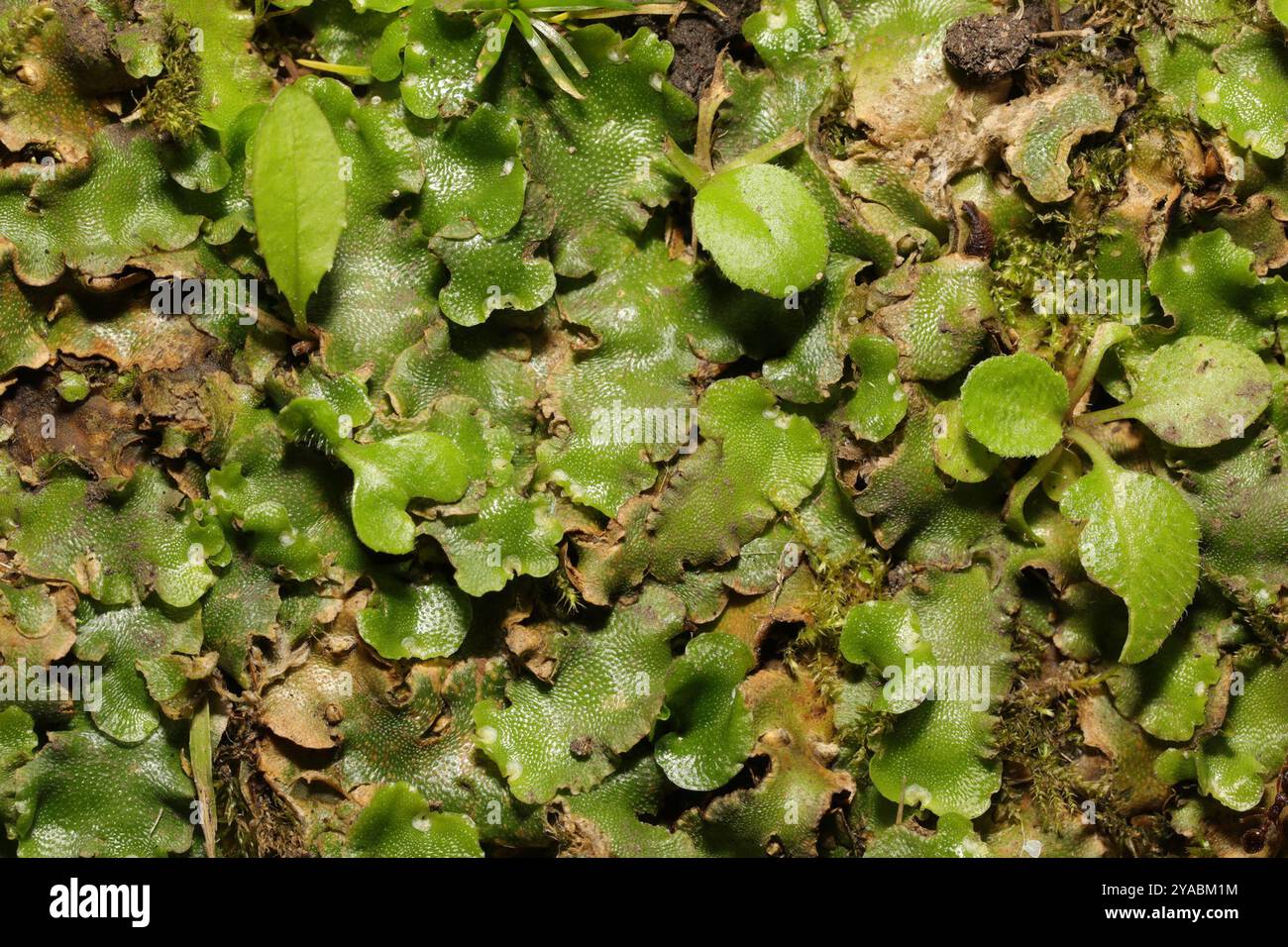 Crescent-cup liverwort (Lunularia cruciata) Plantae Stock Photo - Alamy