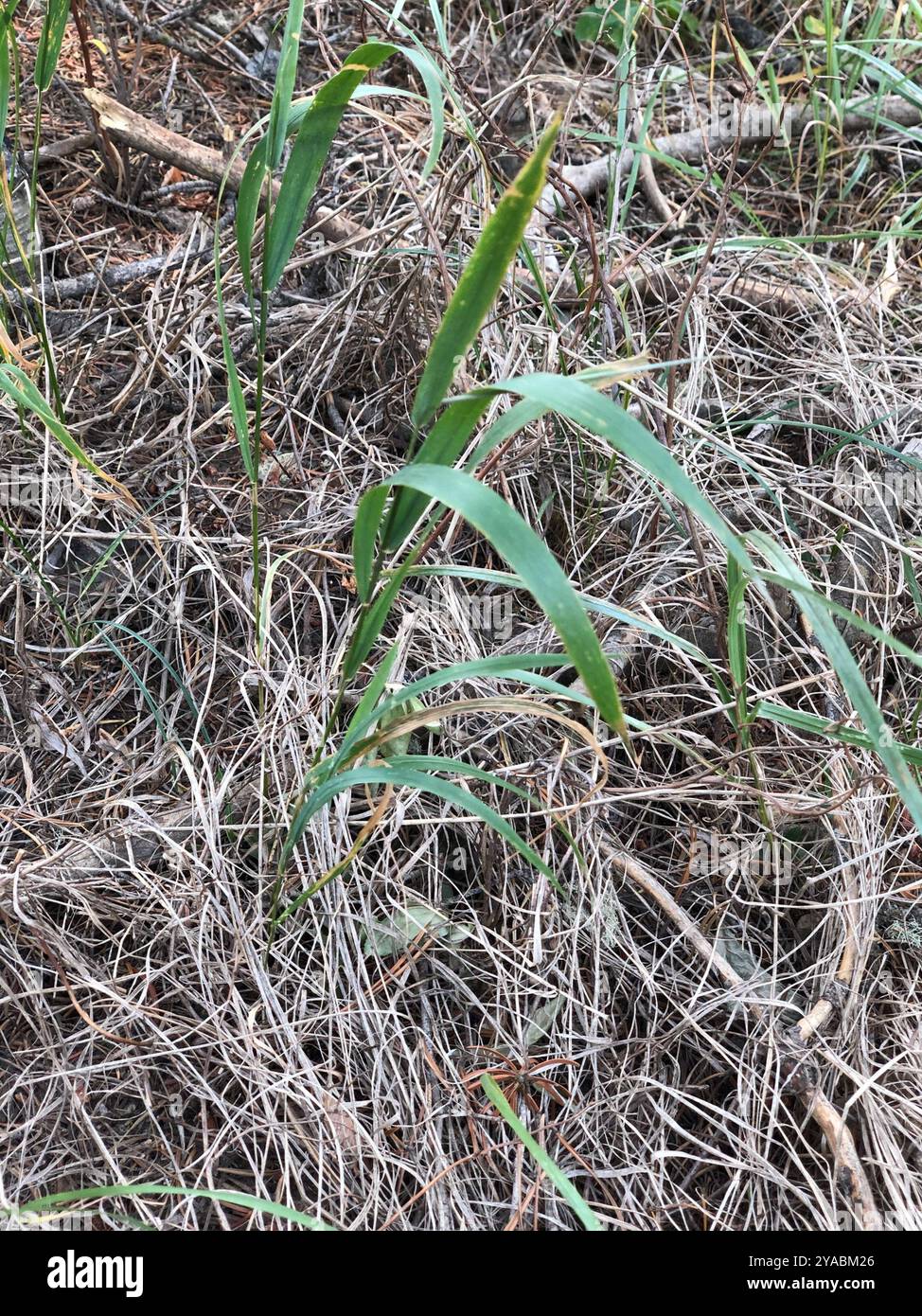 grasses (Poaceae) Plantae Stock Photo - Alamy