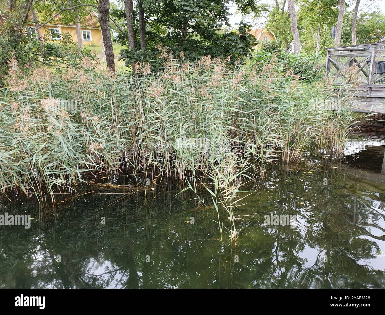 common reed (Phragmites australis) Plantae Stock Photo - Alamy