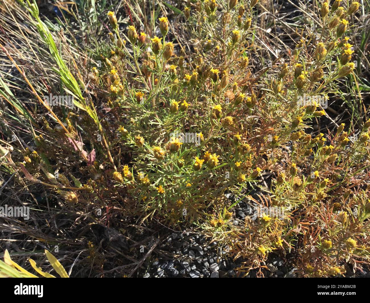 Fetid marigold (Dyssodia papposa) Plantae Stock Photo - Alamy
