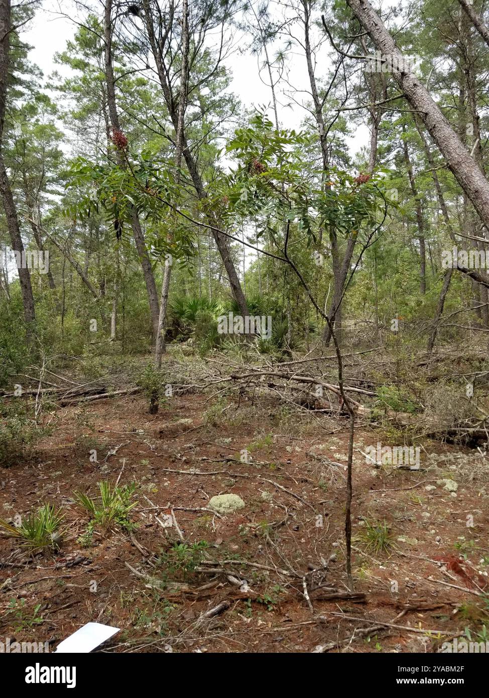 shining sumac (Rhus copallinum) Plantae Stock Photo - Alamy