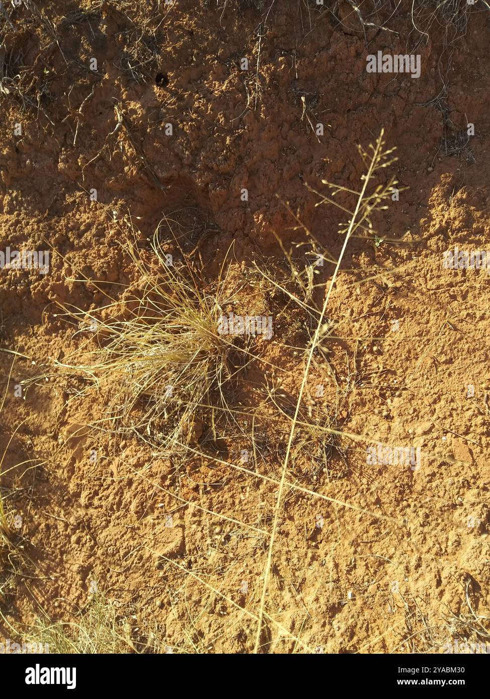 Alkali Sacaton (Sporobolus airoides) Plantae Stock Photo - Alamy