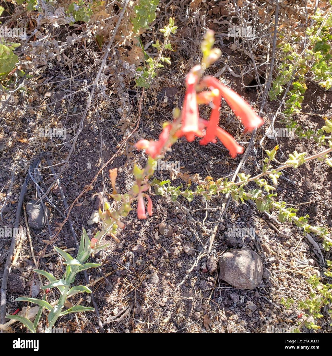 scarlet bugler (Penstemon centranthifolius) Plantae Stock Photo - Alamy