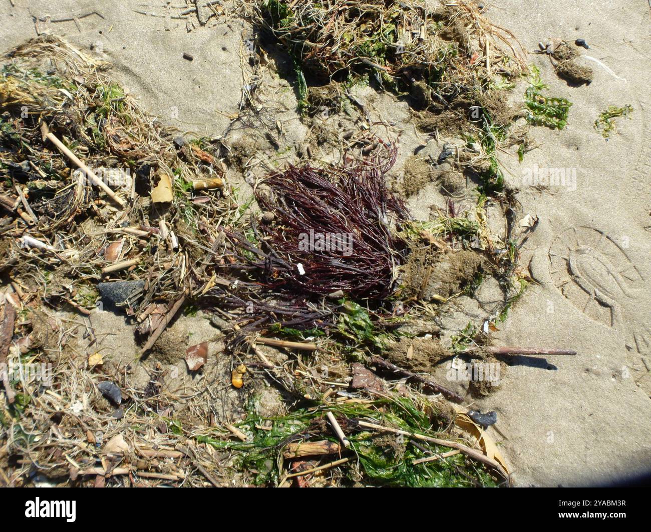 red algae (Rhodophyta) Plantae Stock Photo - Alamy