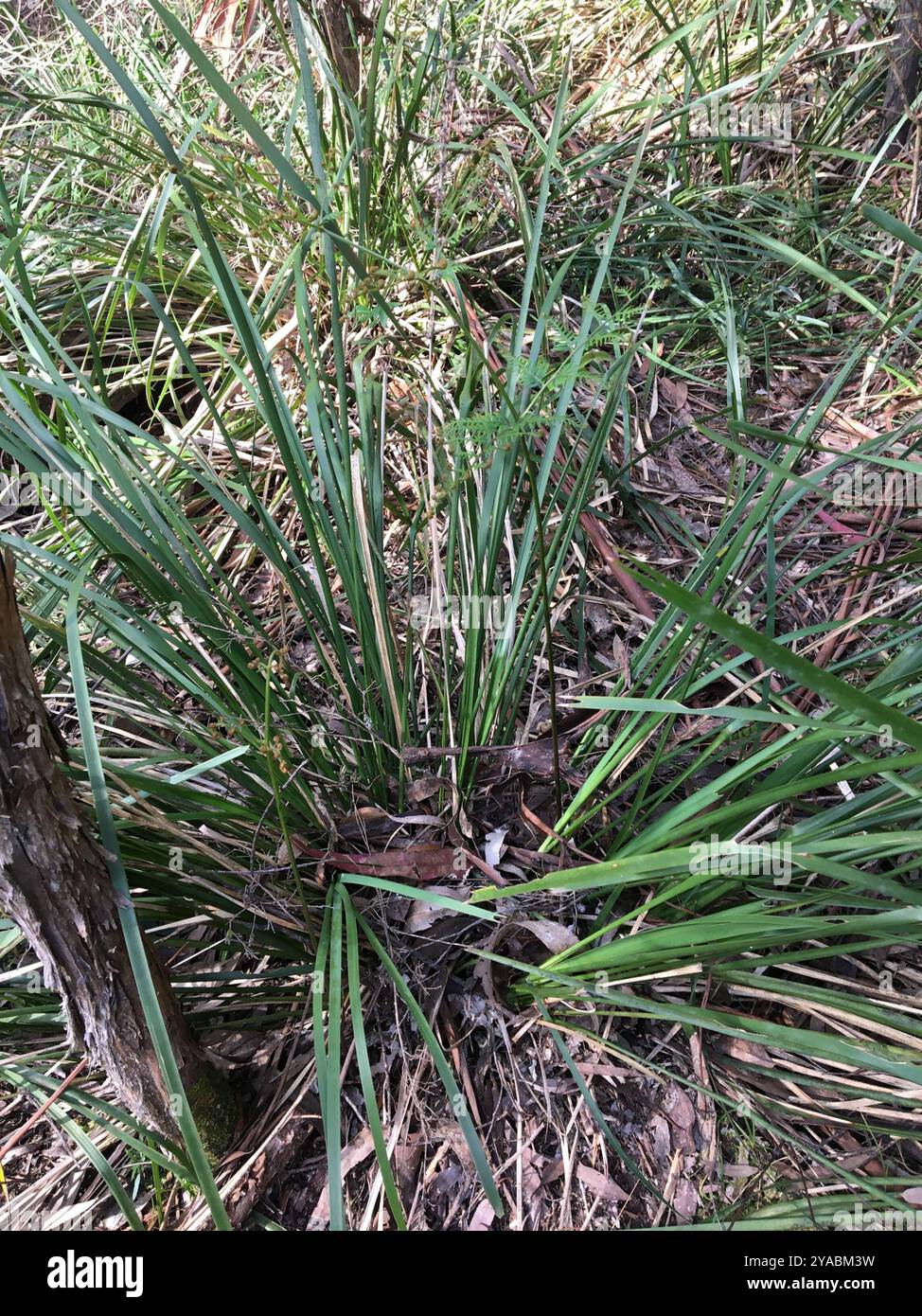 Spiny-headed Mat-rush (Lomandra longifolia) Plantae Stock Photo - Alamy