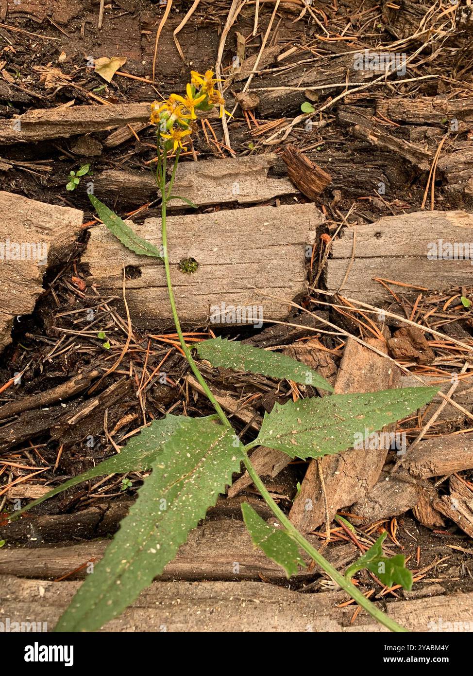 Arrowleaf Senecio (Senecio triangularis) Plantae Stock Photo - Alamy