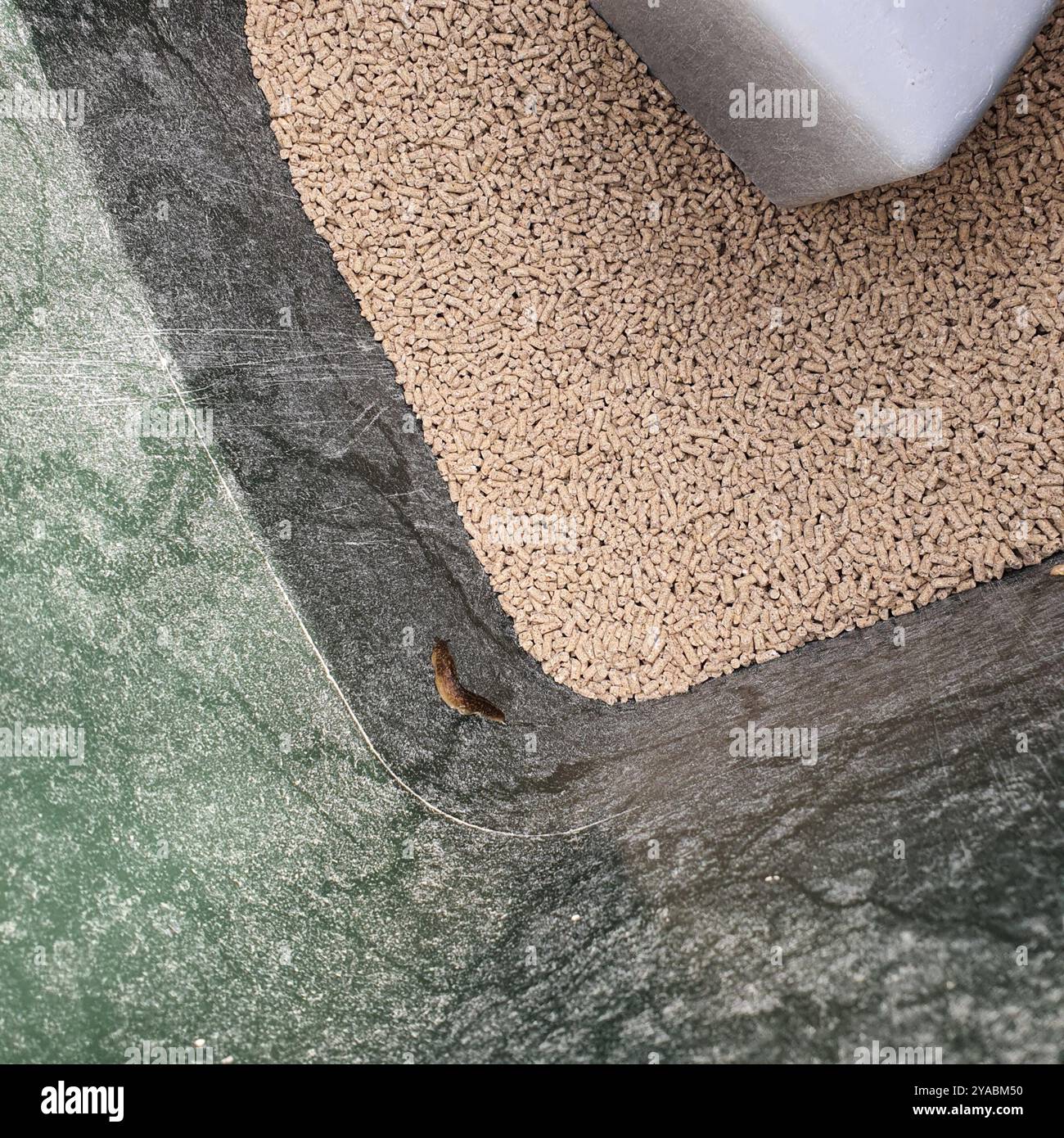 Yellow Cellar Slug (Limacus flavus) Mollusca Stock Photo - Alamy