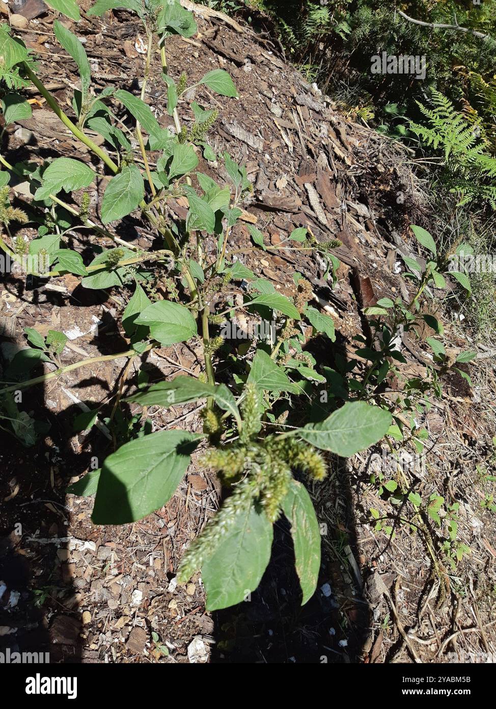 Redroot Amaranth (Amaranthus retroflexus) Plantae Stock Photo - Alamy