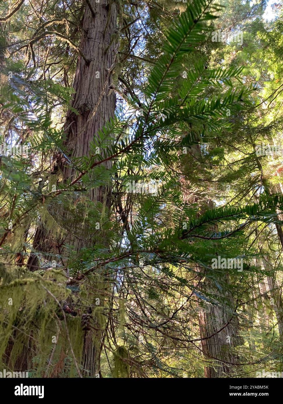Pacific yew (Taxus brevifolia) Plantae Stock Photo - Alamy