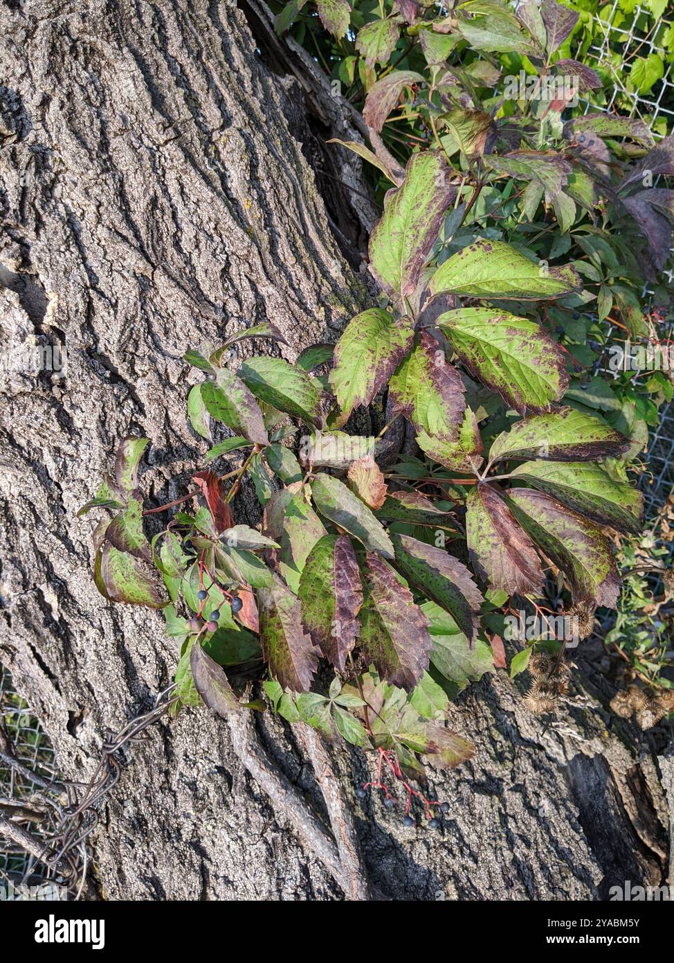 thicket creeper (Parthenocissus inserta) Plantae Stock Photo - Alamy
