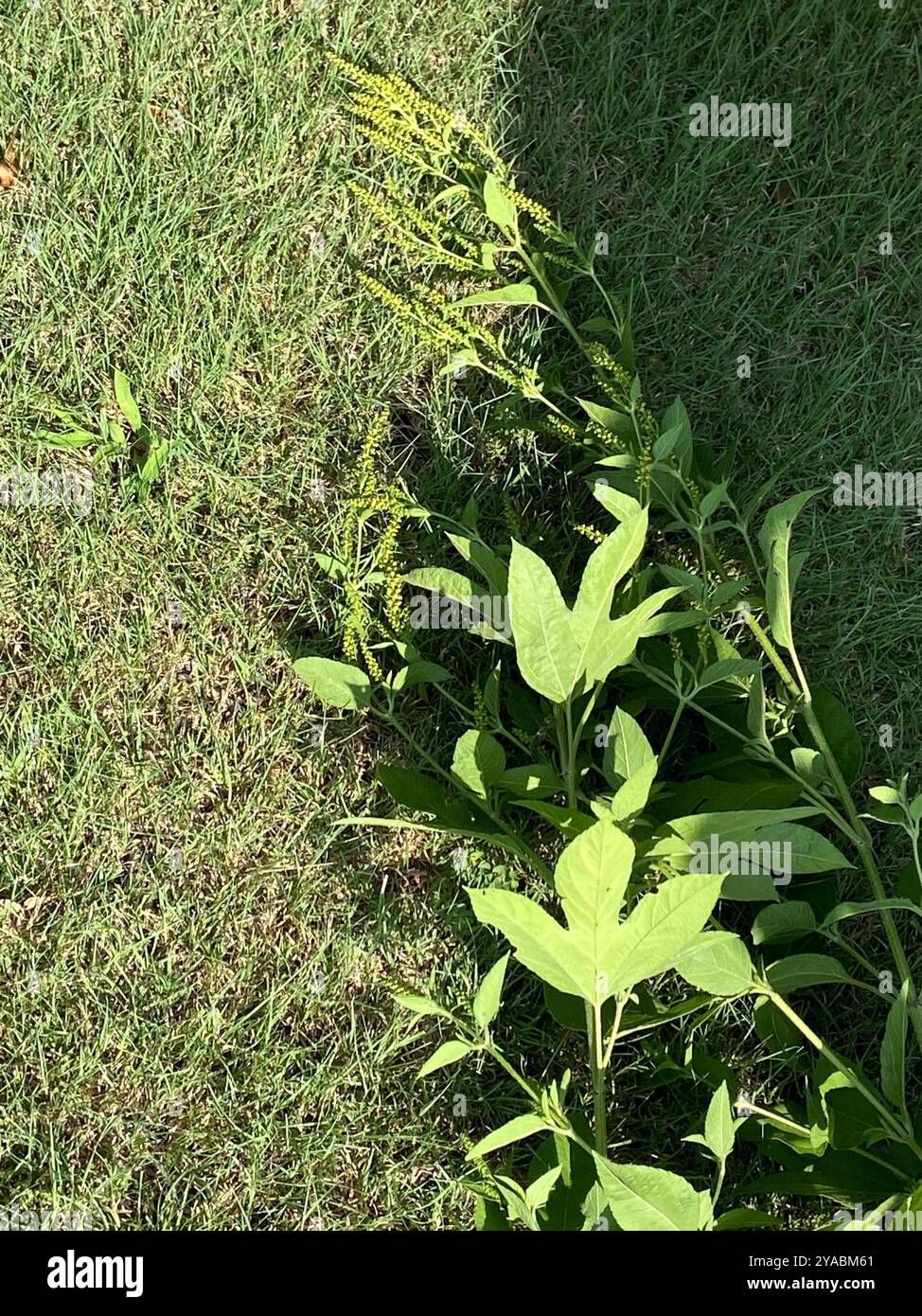 giant ragweed (Ambrosia trifida) Plantae Stock Photo - Alamy