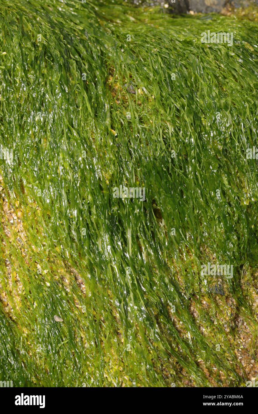 Gutweed (Ulva intestinalis) Plantae Stock Photo - Alamy