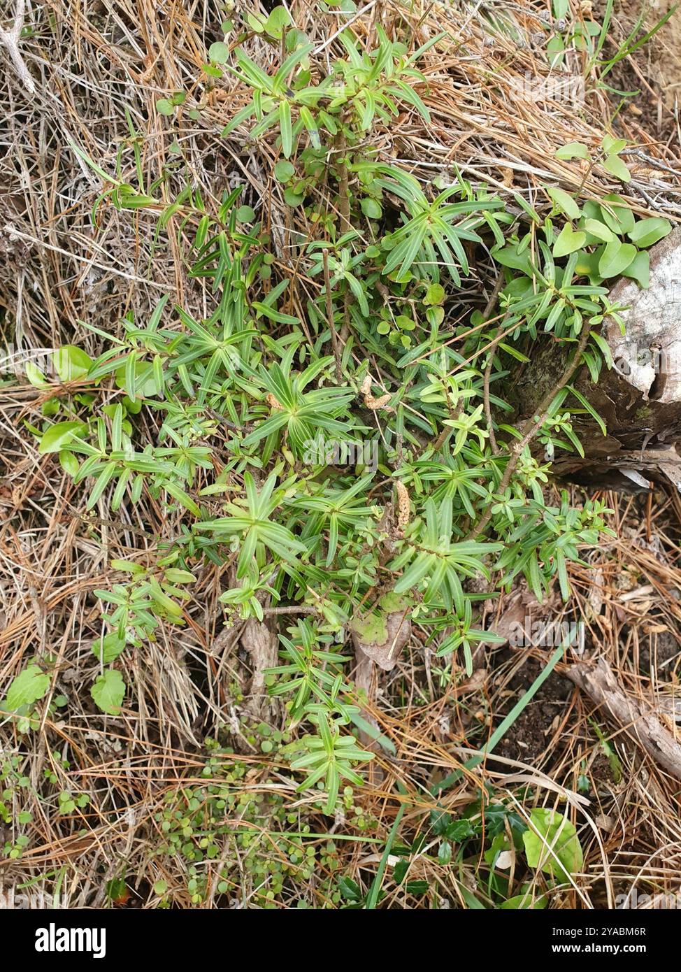 Tree Hebe (Veronica parviflora) Plantae Stock Photo - Alamy