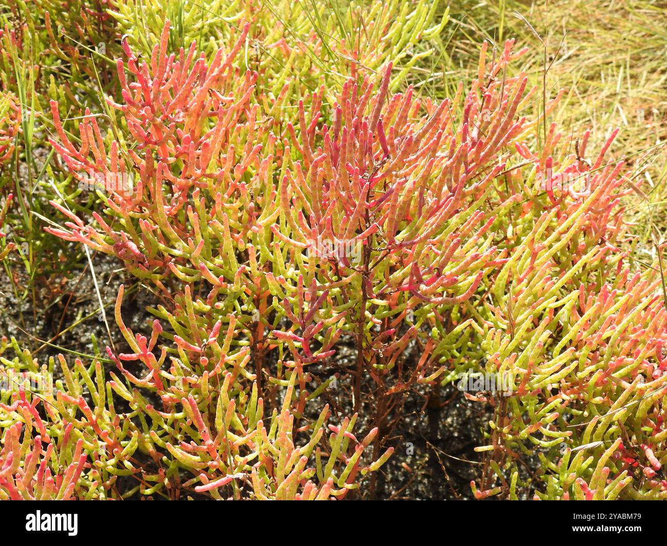 Virginia Glasswort (Salicornia depressa) Plantae Stock Photo - Alamy