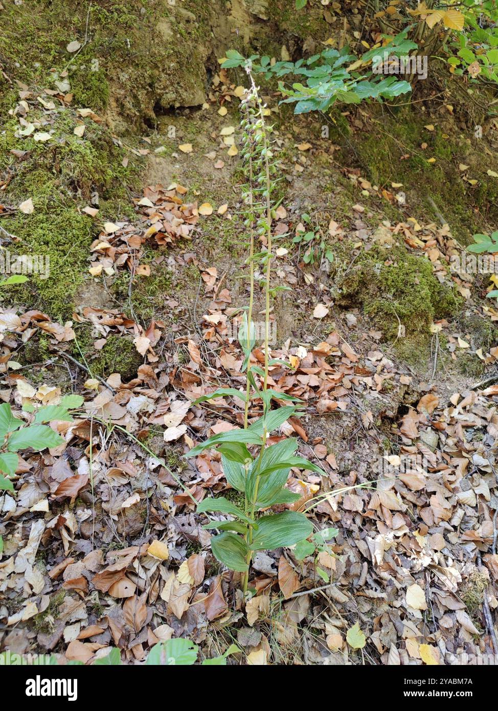 Broad-leaved helleborine (Epipactis helleborine) Plantae Stock Photo ...