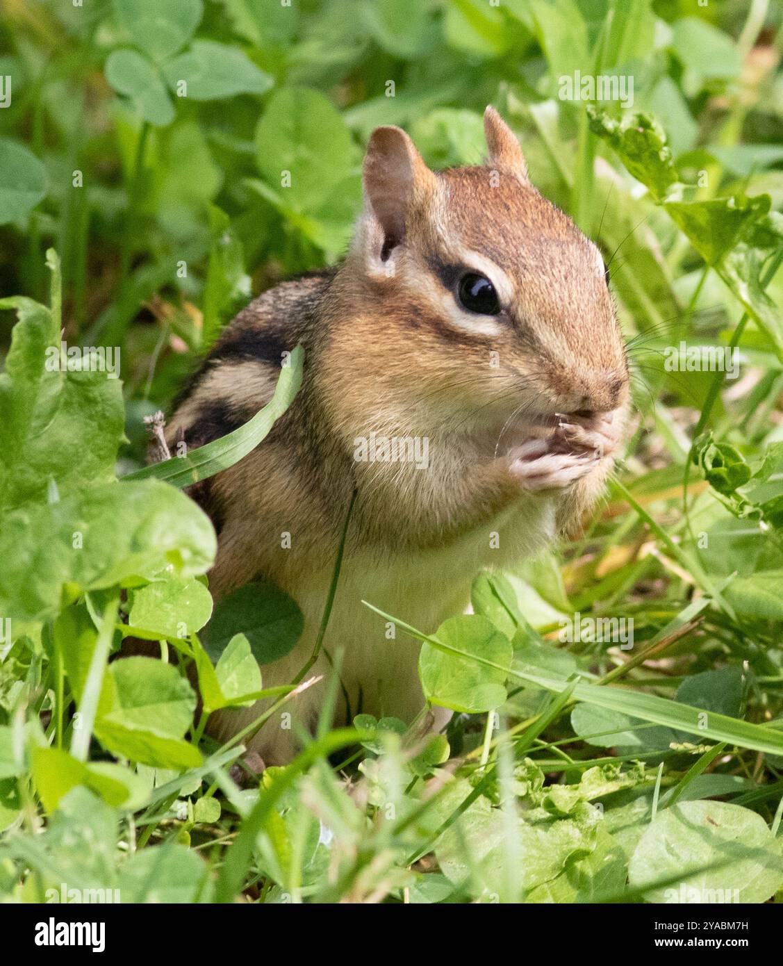 Eastern Chipmunk (Tamias striatus) Mammalia Stock Photo - Alamy