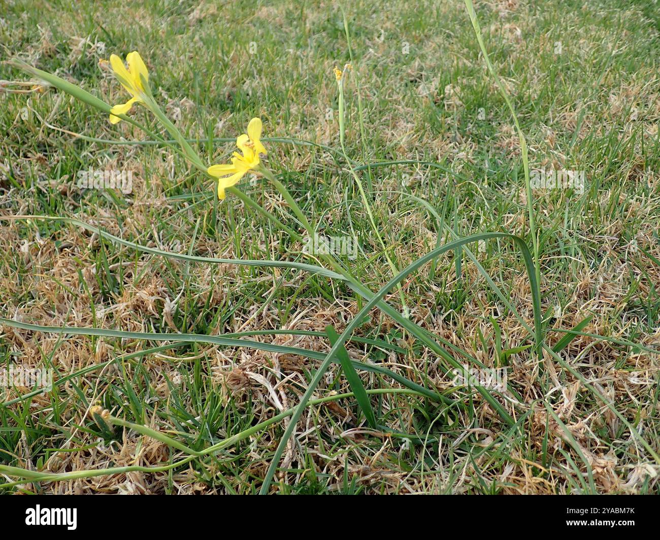 Pale Tulp (Moraea pallida) Plantae Stock Photo - Alamy