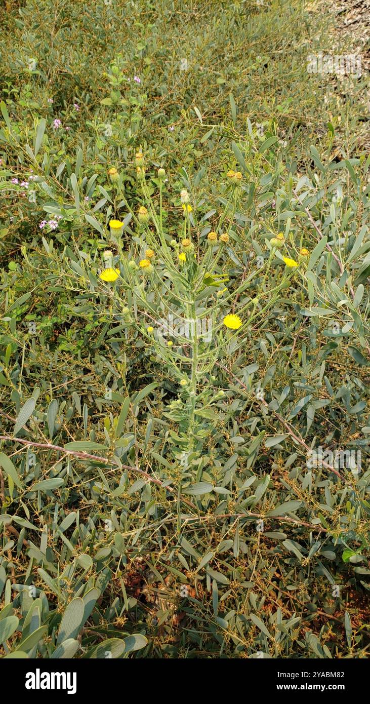 Telegraphweed (Heterotheca grandiflora) Plantae Stock Photo - Alamy