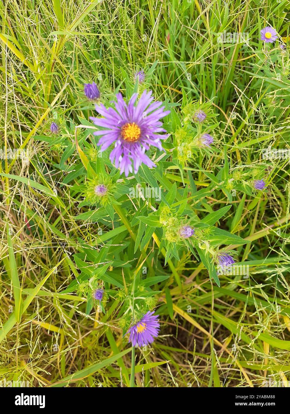 New England aster (Symphyotrichum novae-angliae) Plantae Stock Photo ...