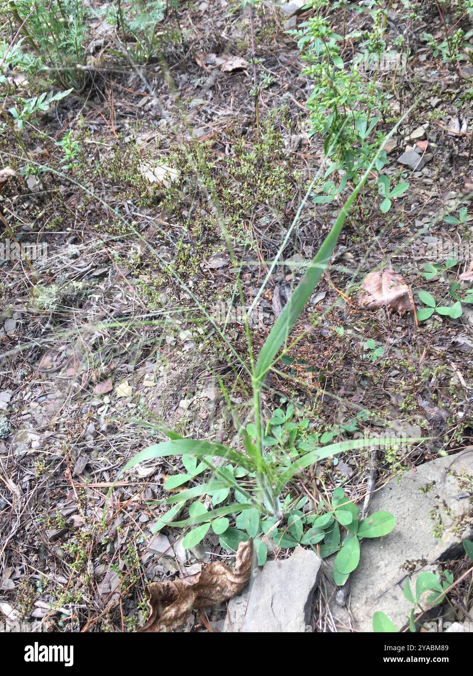 panicgrasses (Panicum) Plantae Stock Photo - Alamy