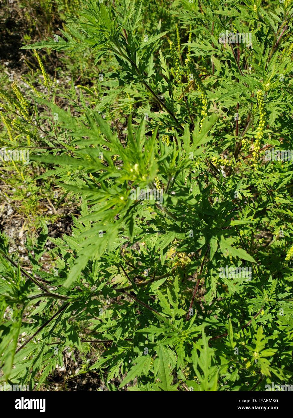common ragweed (Ambrosia artemisiifolia) Plantae Stock Photo - Alamy