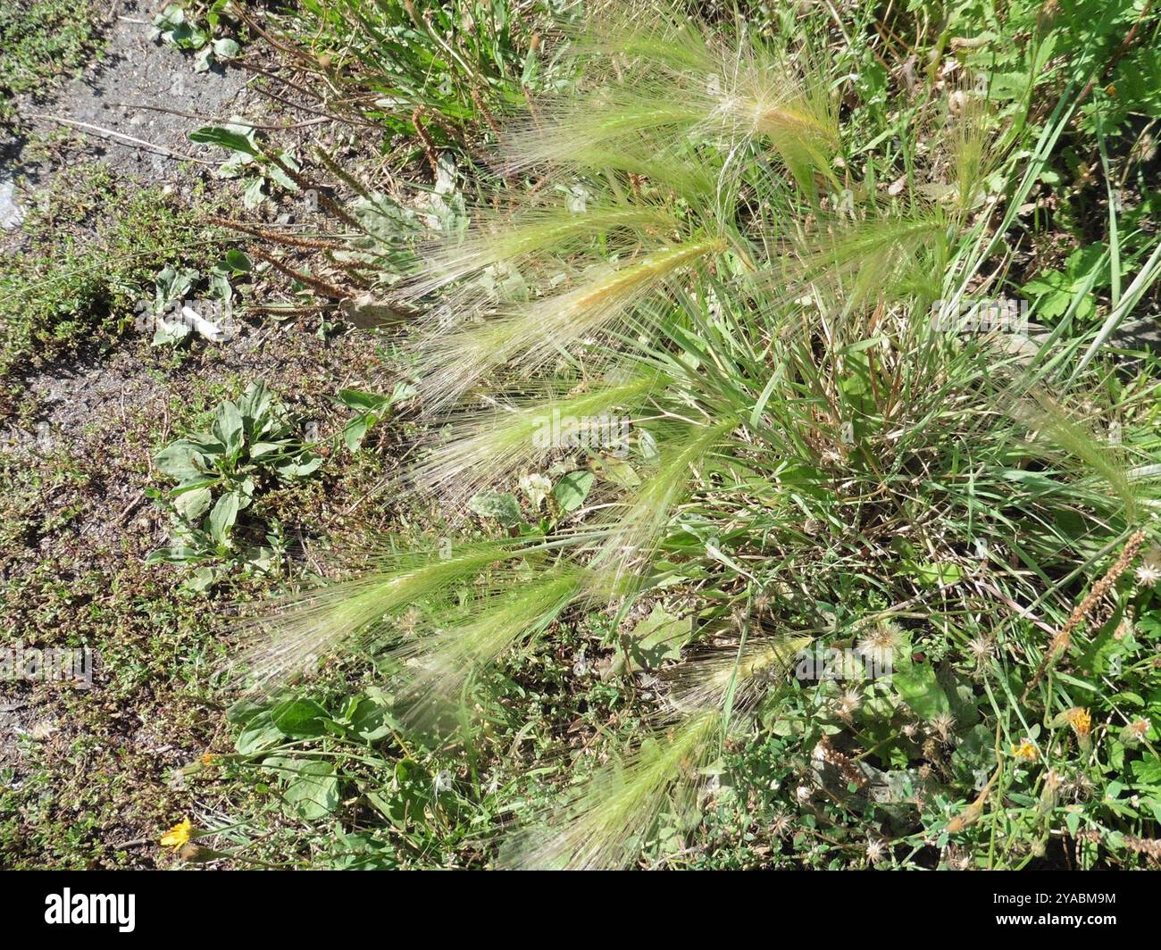 Foxtail Barley (Hordeum jubatum) Plantae Stock Photo - Alamy