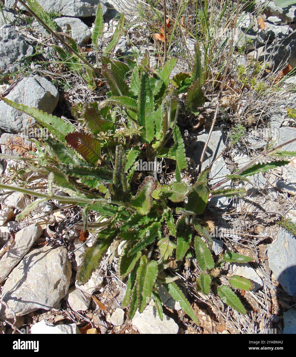 common hedge-nettle (Betonica officinalis) Plantae Stock Photo - Alamy
