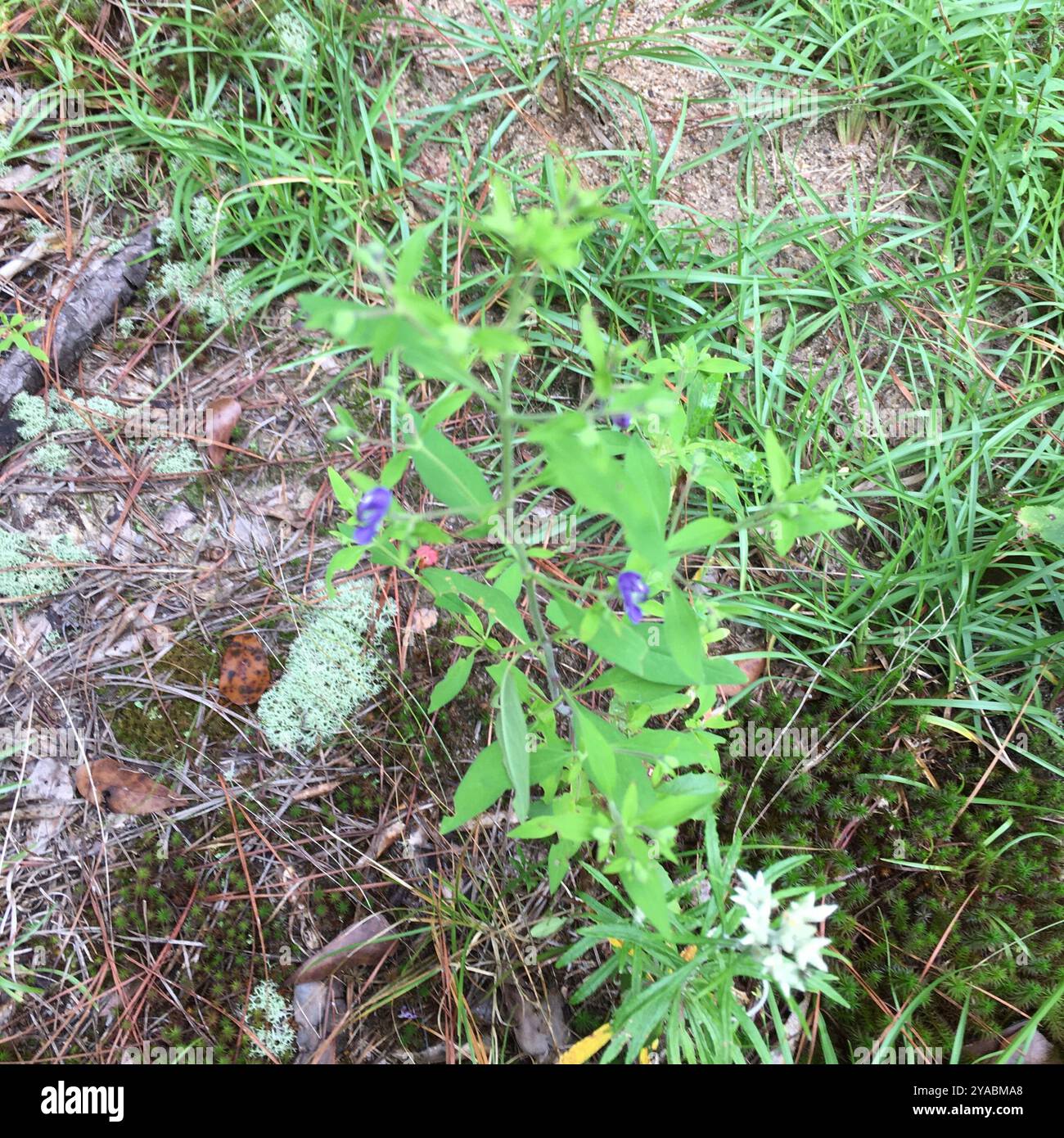 Blue Curls (Trichostema dichotomum) Plantae Stock Photo - Alamy