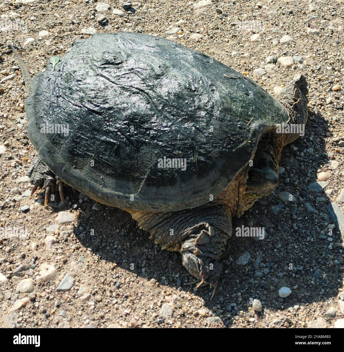 Common Snapping Turtle (Chelydra serpentina) Reptilia Stock Photo - Alamy