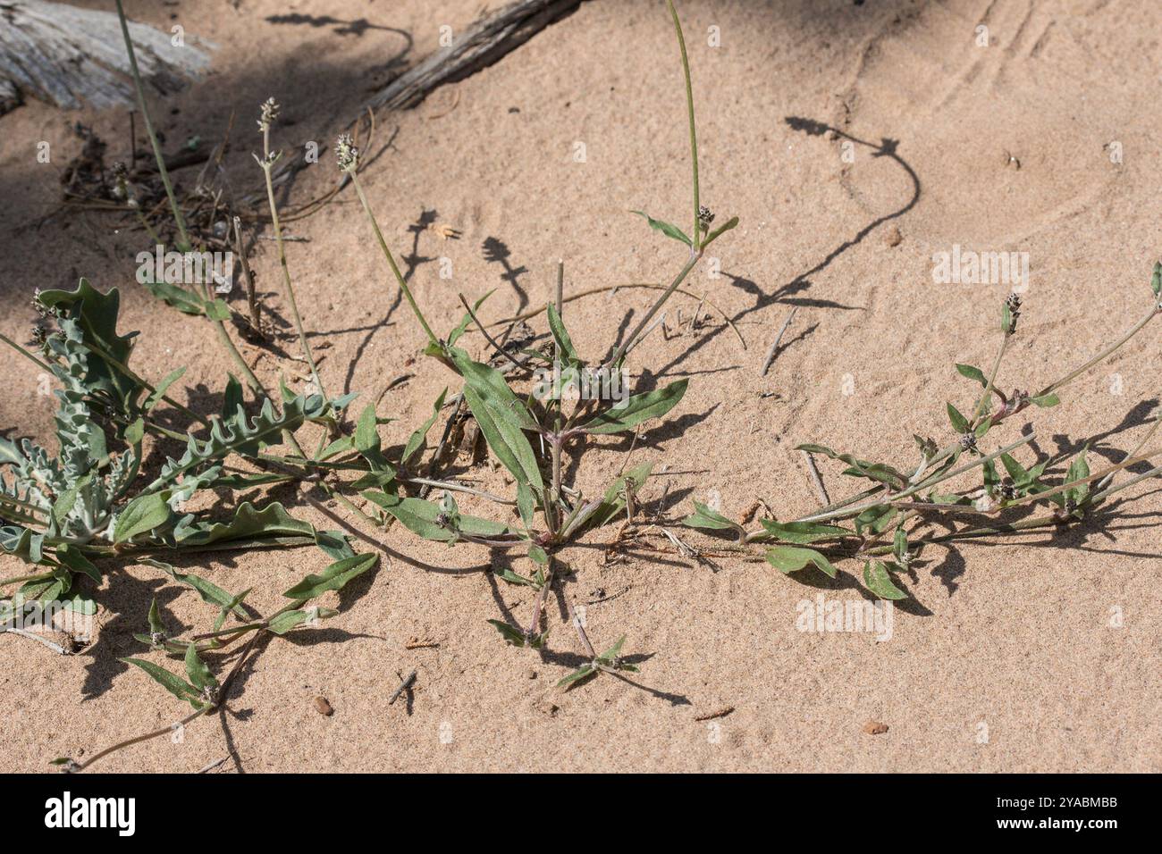 Slender Snakecotton (Froelichia gracilis) Plantae Stock Photo - Alamy