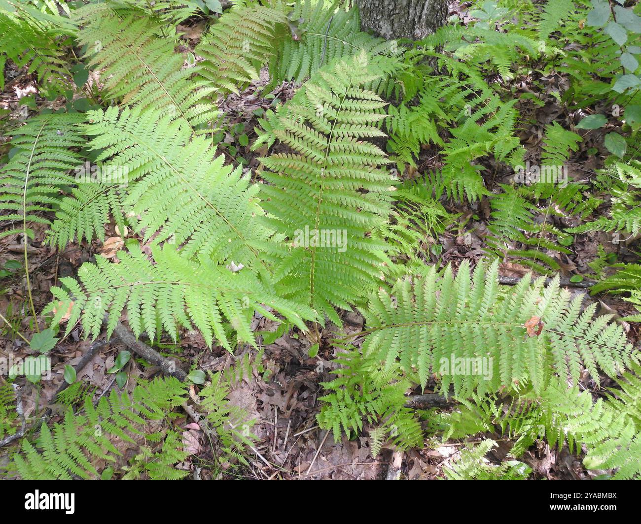 cinnamon fern (Osmundastrum cinnamomeum) Plantae Stock Photo - Alamy