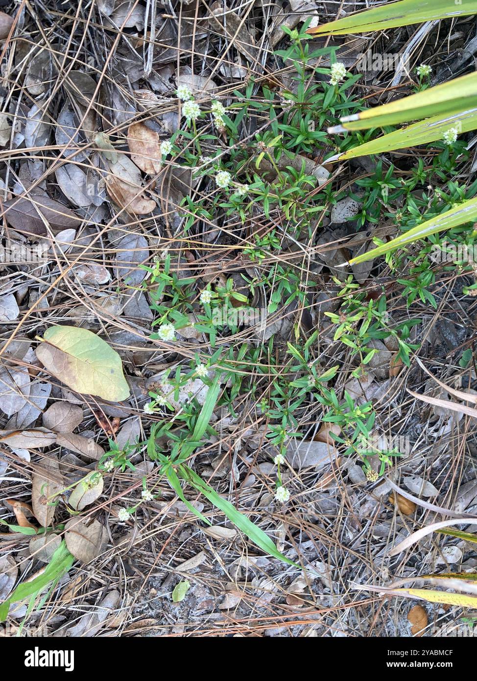 shrubby false buttonweed (Spermacoce verticillata) Plantae Stock Photo ...