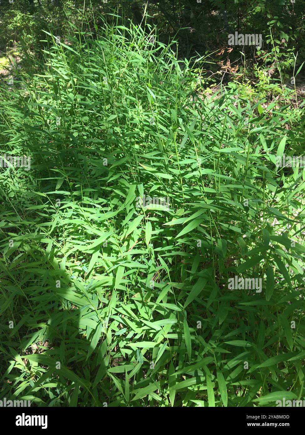 Japanese stiltgrass (Microstegium vimineum) Plantae Stock Photo - Alamy