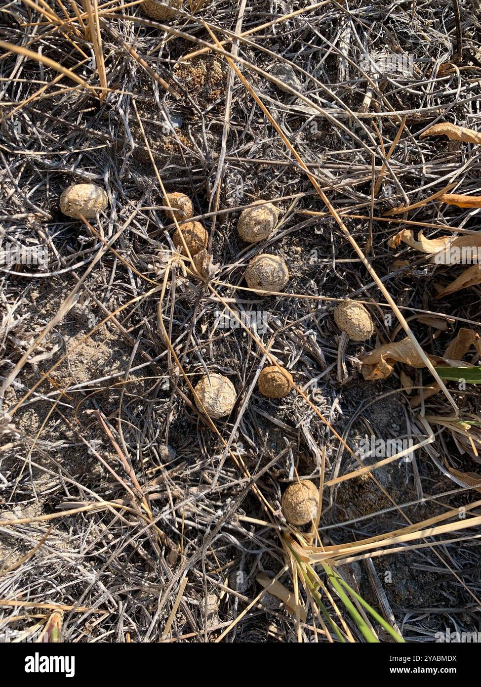 Hares and Rabbits (Leporidae) Mammalia Stock Photo - Alamy