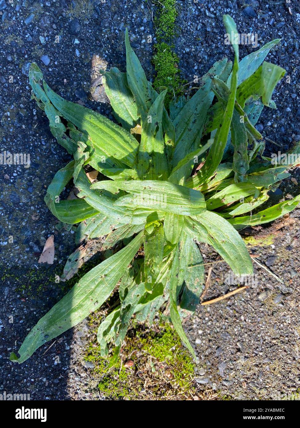 ribwort plantain (Plantago lanceolata) Plantae Stock Photo - Alamy